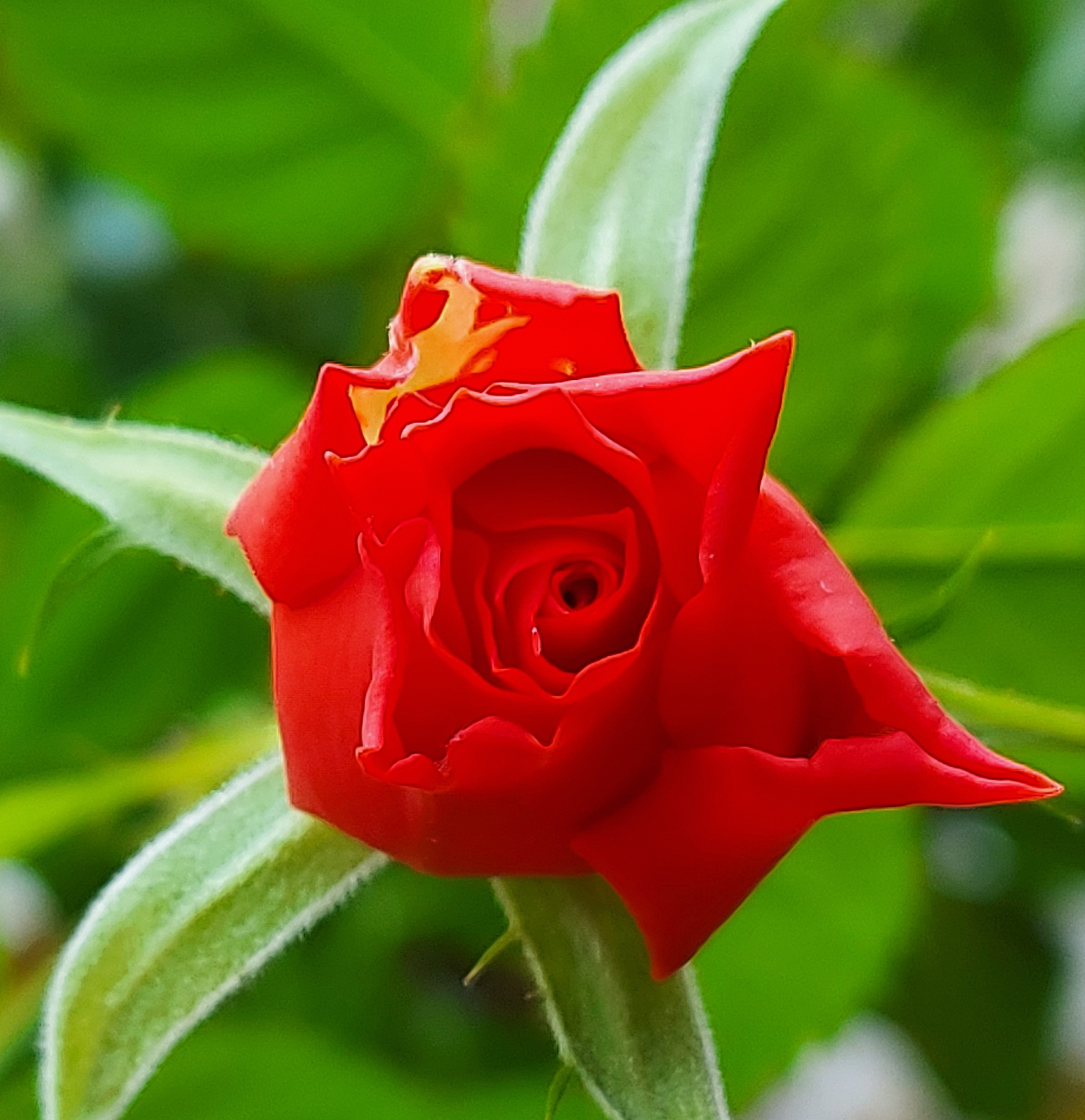 Wie es begann - Barbara Raphael